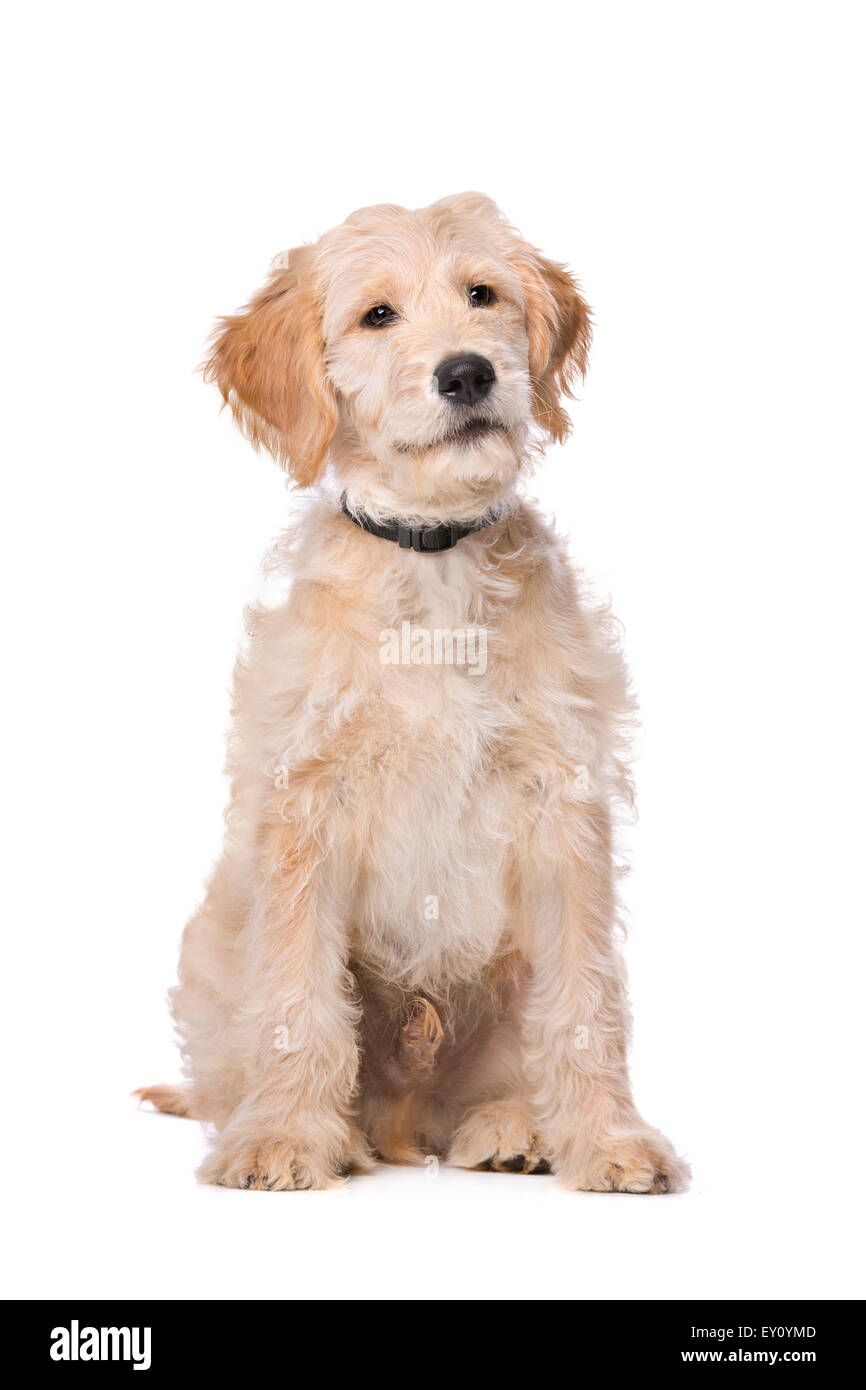 Beige Labradoodle dog in front of a white background Stock Photo - Alamy