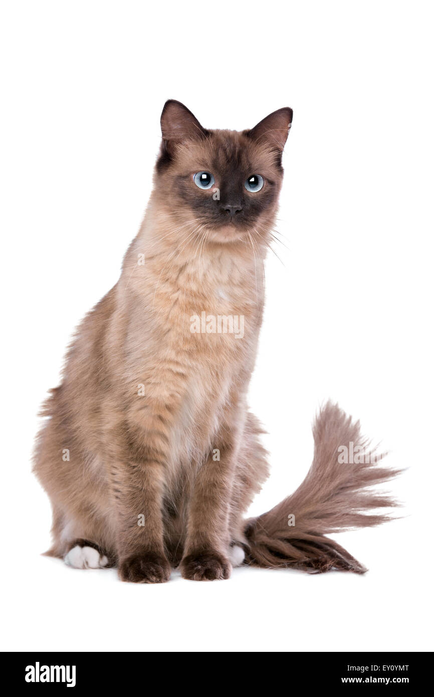 Ragdoll hi-res stock photography and images - Alamy