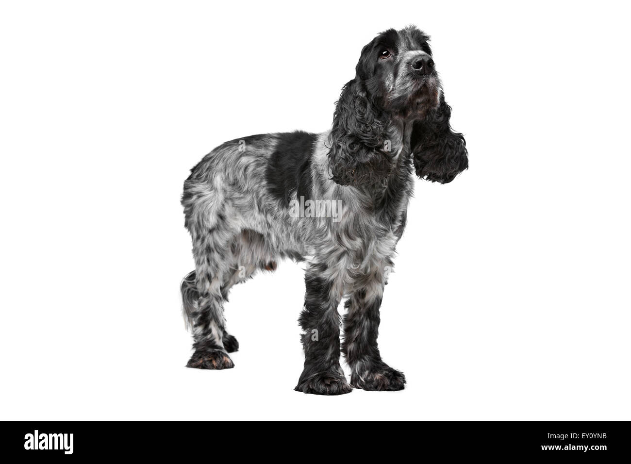 Dark blue roan cocker spaniel hi-res stock photography and images - Alamy
