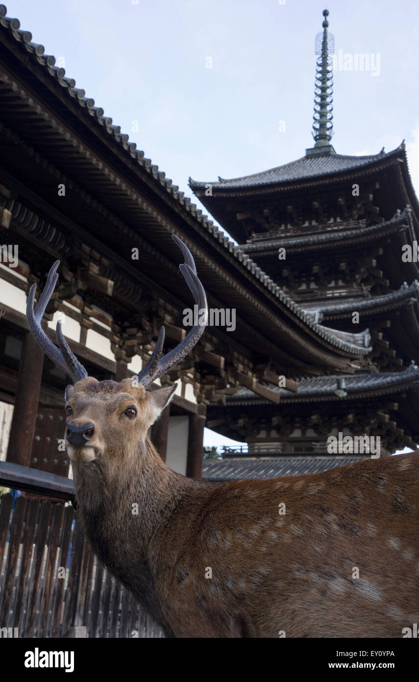 Nara park deer shrine hi-res stock photography and images - Alamy