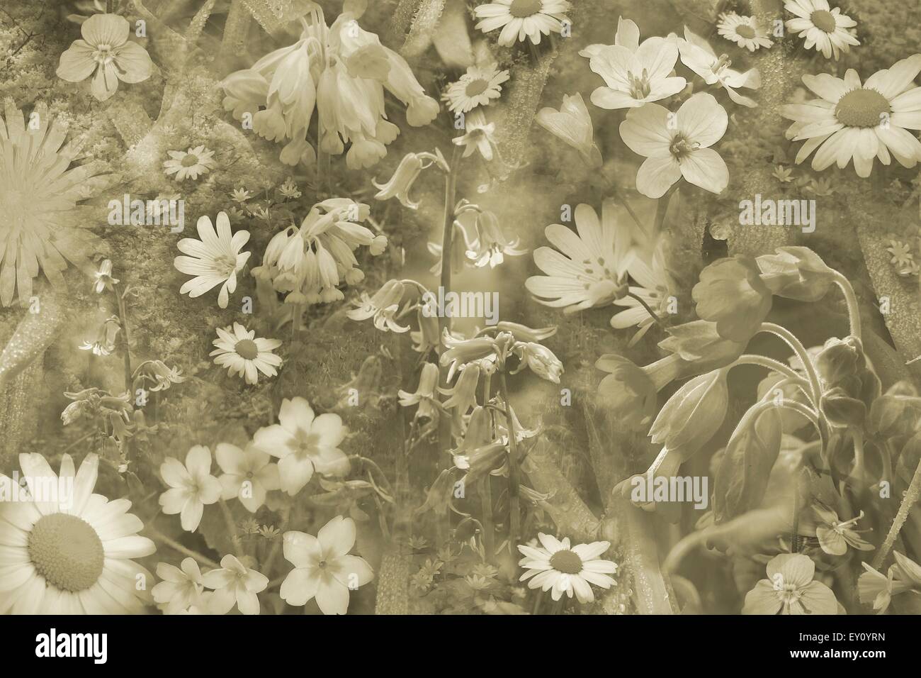 Pretty wild flowers montage in sepia Stock Photo - Alamy