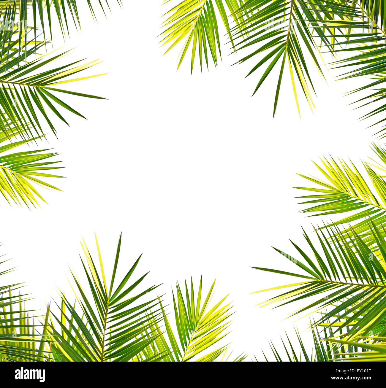 palm frame on white background Stock Photo - Alamy