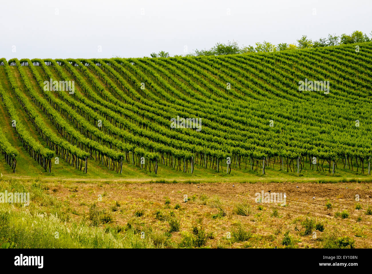 Rows of grapevines in a vineyard Stock Photo - Alamy