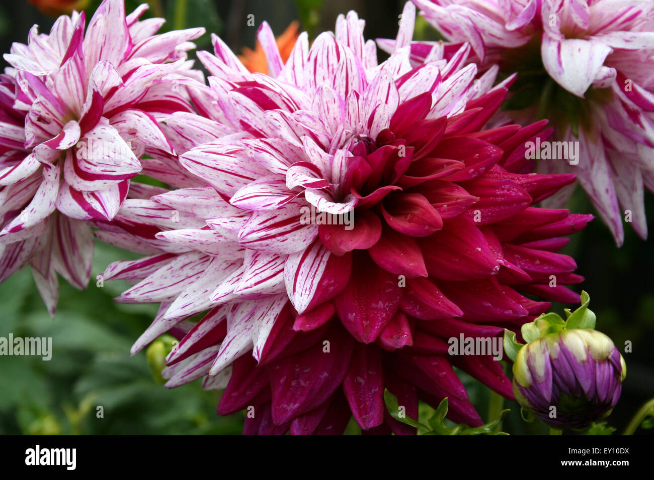 Multicoloured dahlia, California Stock Photo - Alamy