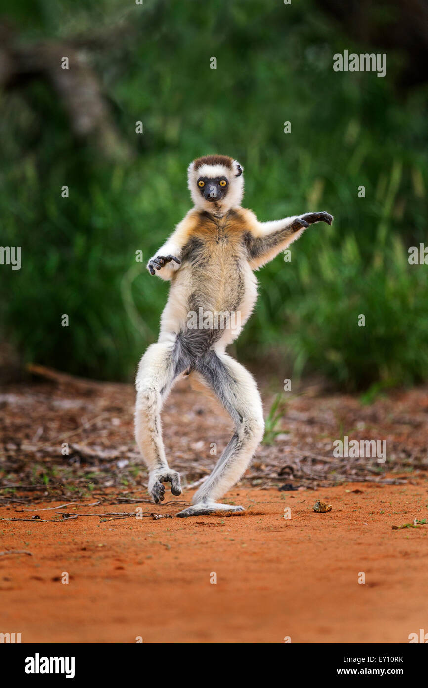 Jumping lemur hi-res stock photography and images - Alamy