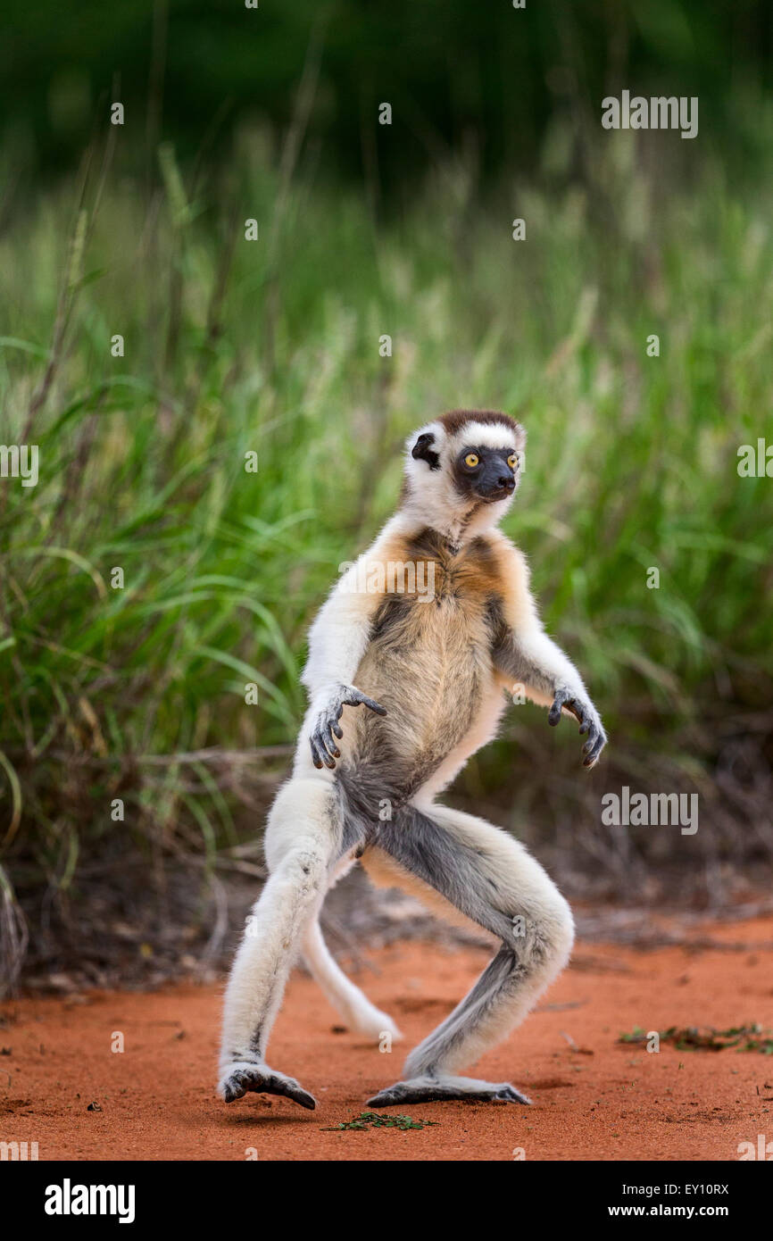 Jumping lemur hi-res stock photography and images - Alamy