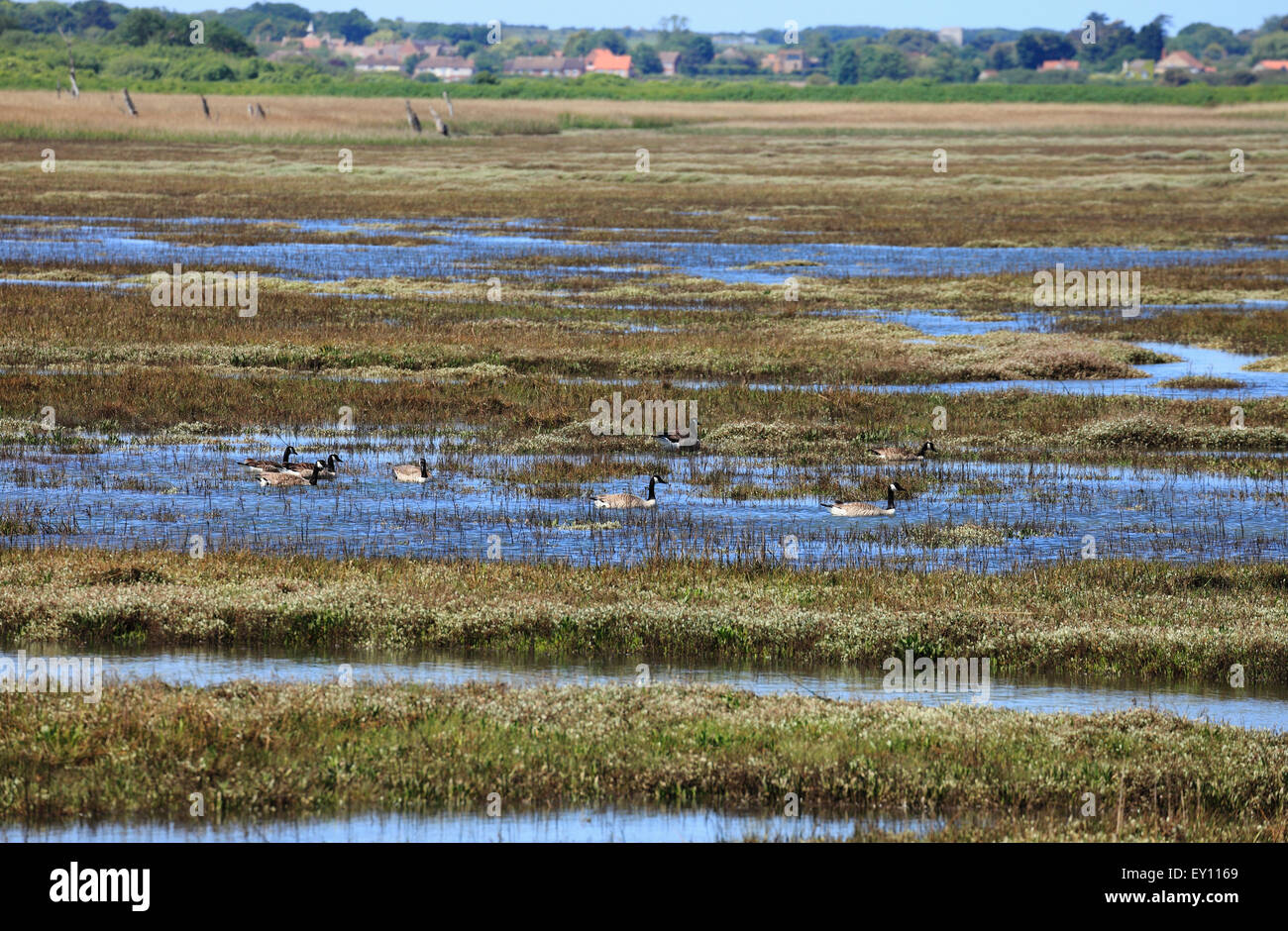 Marsh geese hi-res stock photography and images - Alamy