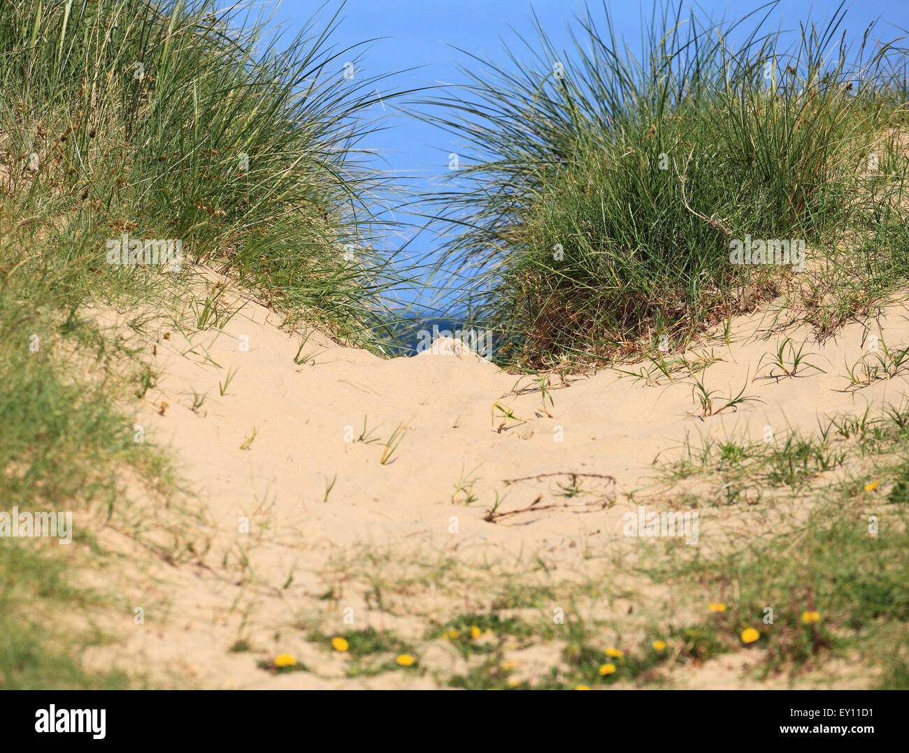 Gap in the dunes with the sea visible beyond Stock Photo - Alamy
