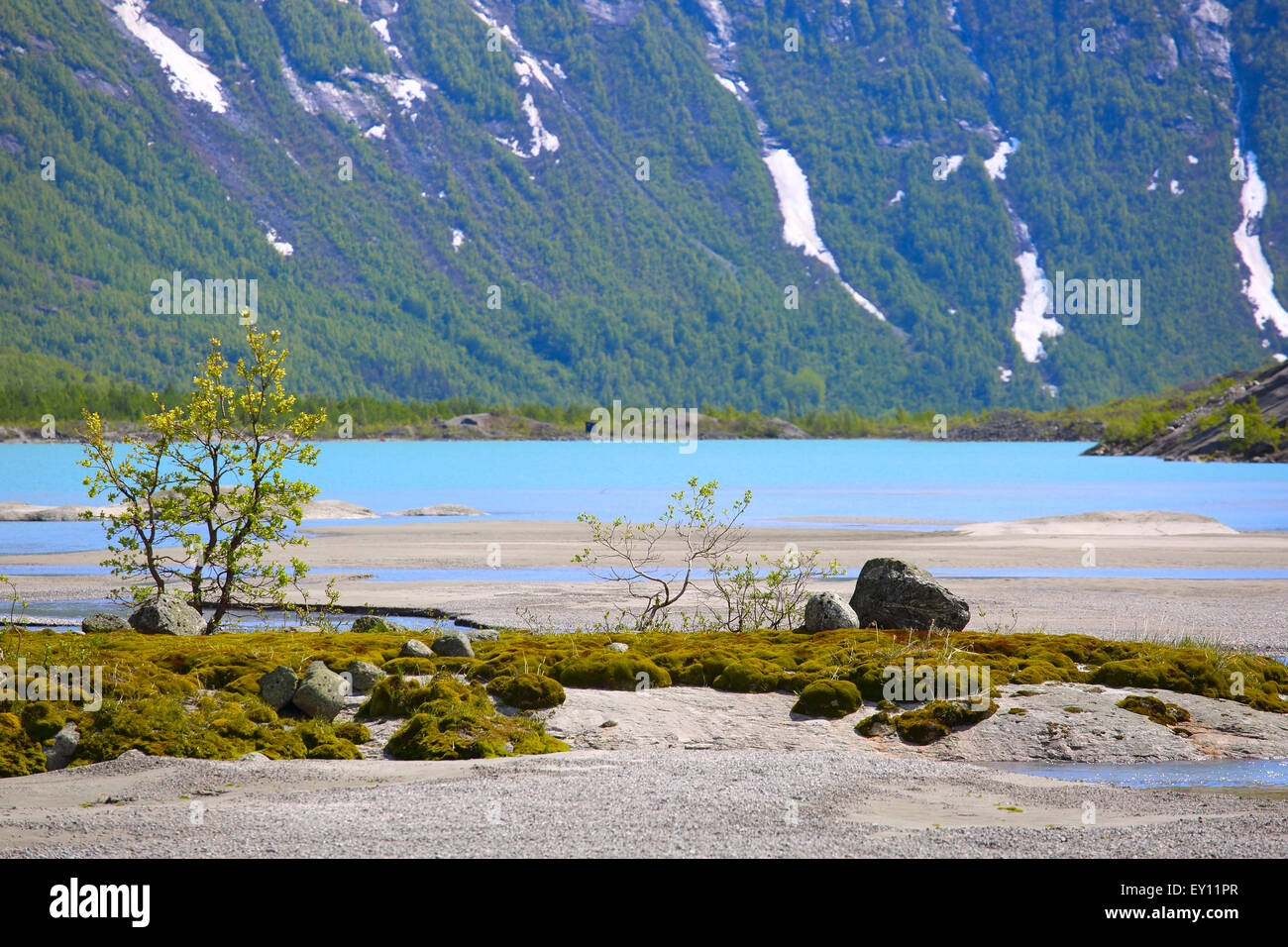 Norwegian landscape with glacial river, moss and trees in ...