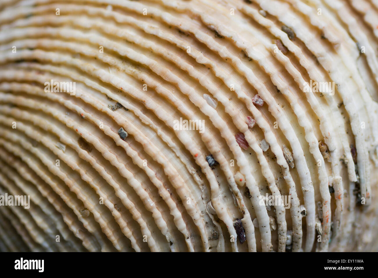 Macro detail of seashell Stock Photo - Alamy