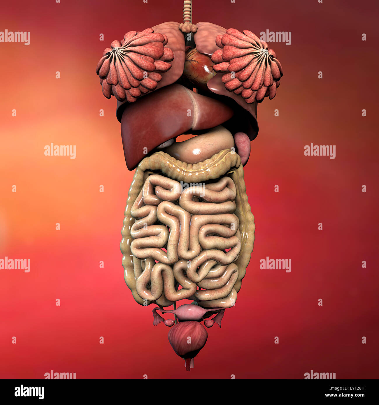 Female internal organs illustration on red background Stock Photo - Alamy