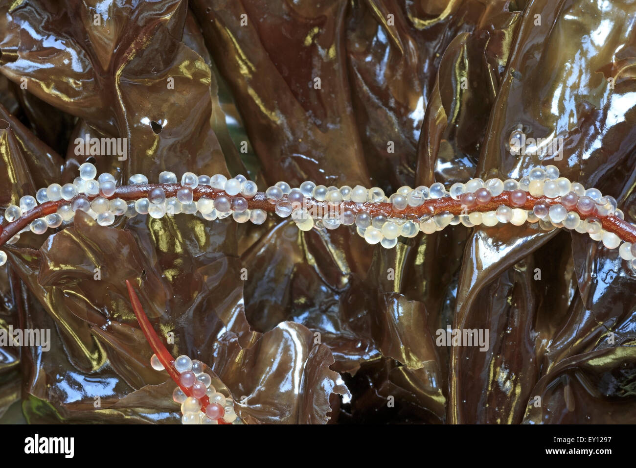 Pacific Herring ( Clupea pallasii ) eggs on Red Spaghetti algae ...