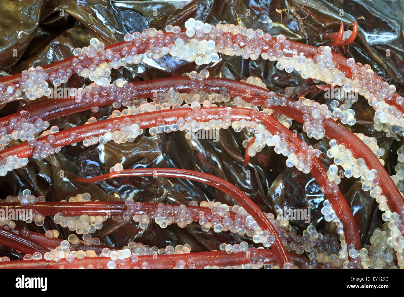 Pacific herring clupea pallasii spawn hi-res stock photography and ...