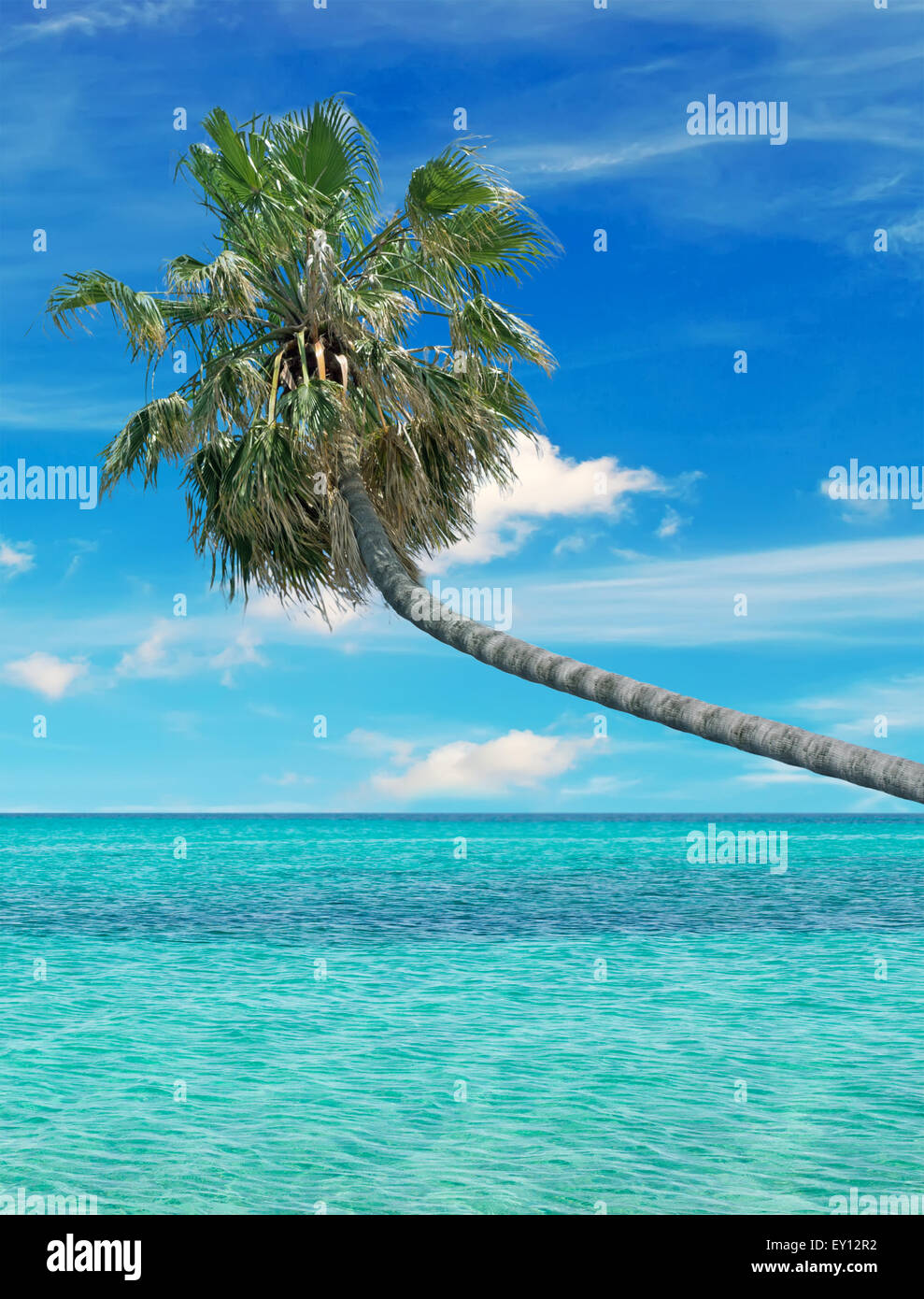 palm tree by the sea Stock Photo - Alamy