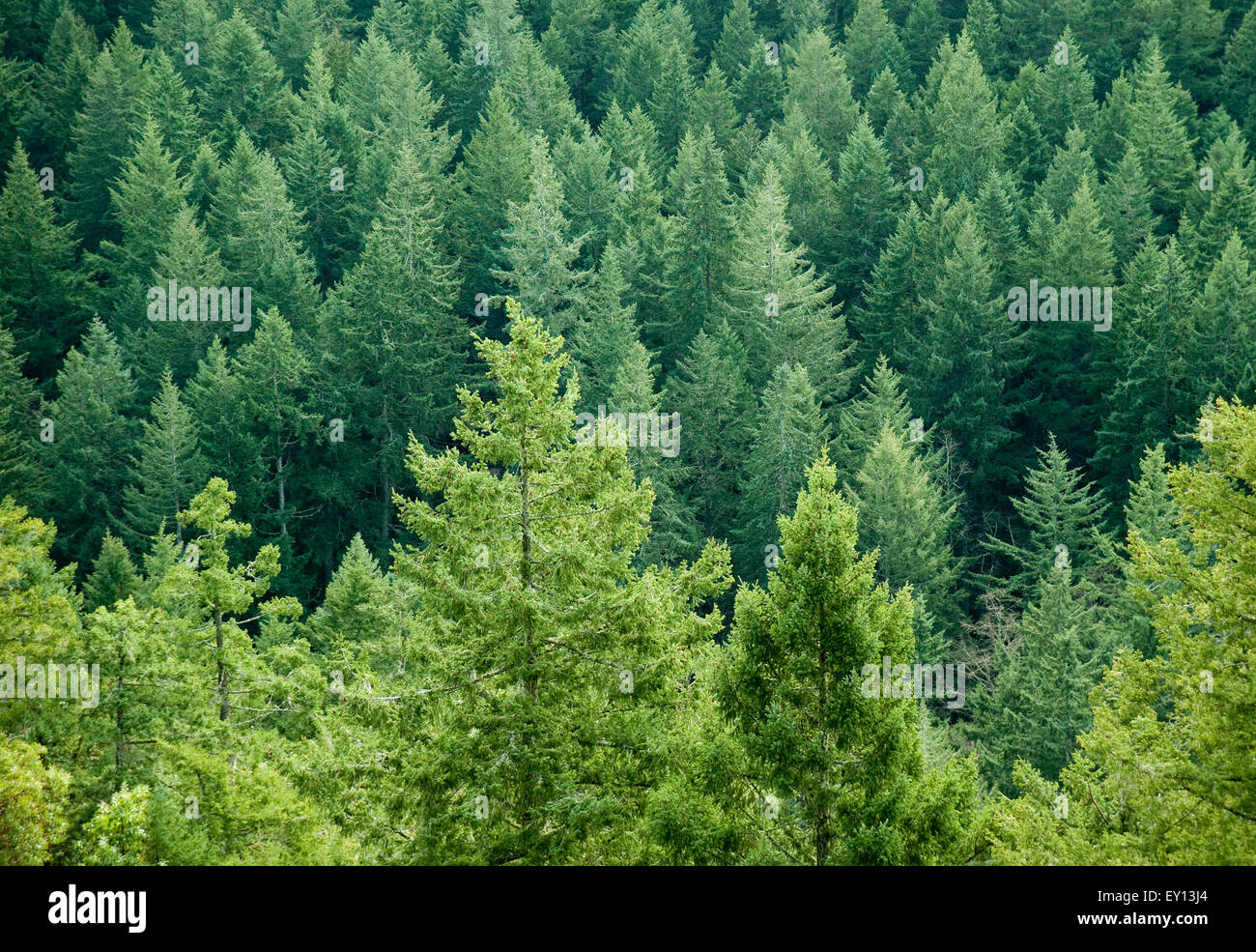 Temperate Coniferous Forest High Resolution Stock Photography and ...