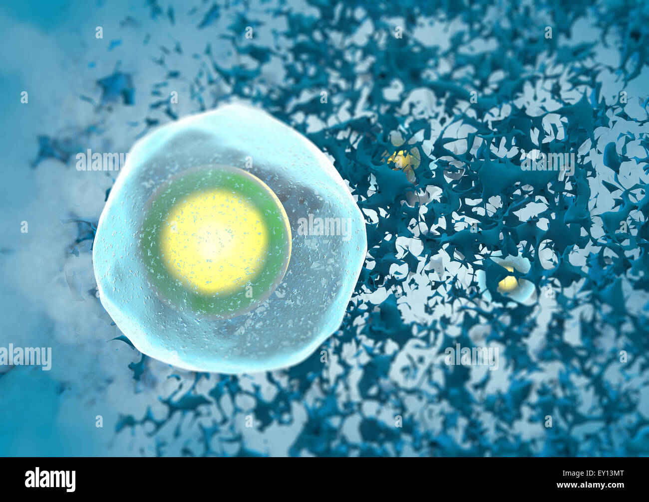 Human Egg Cell Microscope