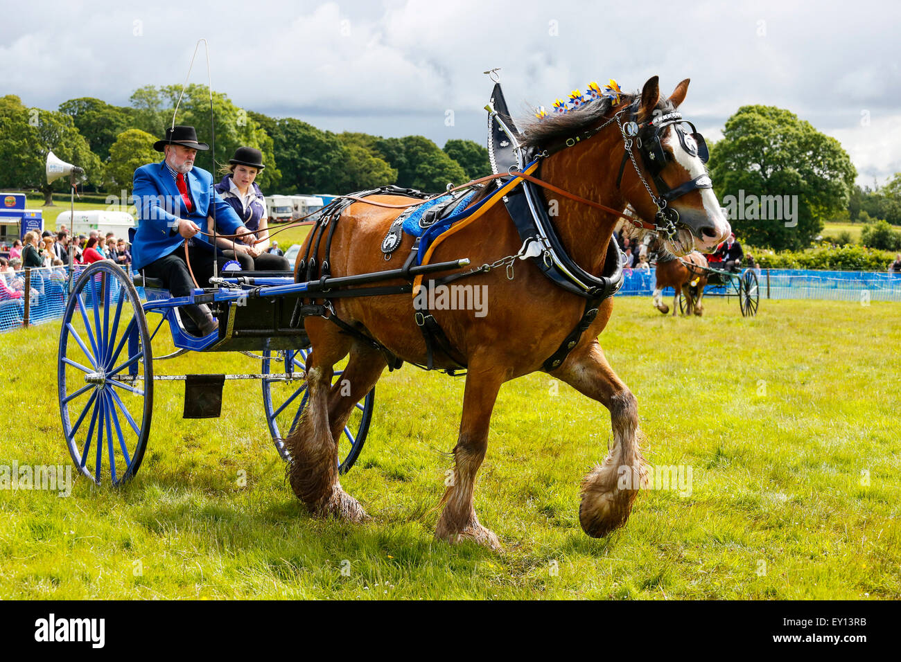 Heavy horse pulling cart hi-res stock photography and images - Alamy