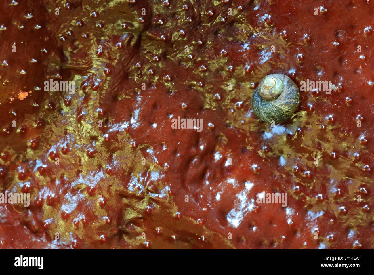 Turkish snail hi-res stock photography and images - Alamy