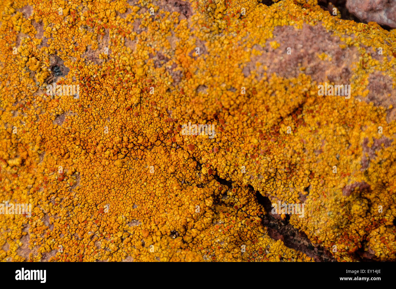 Lichen Texture Pattern Stock Photo - Alamy