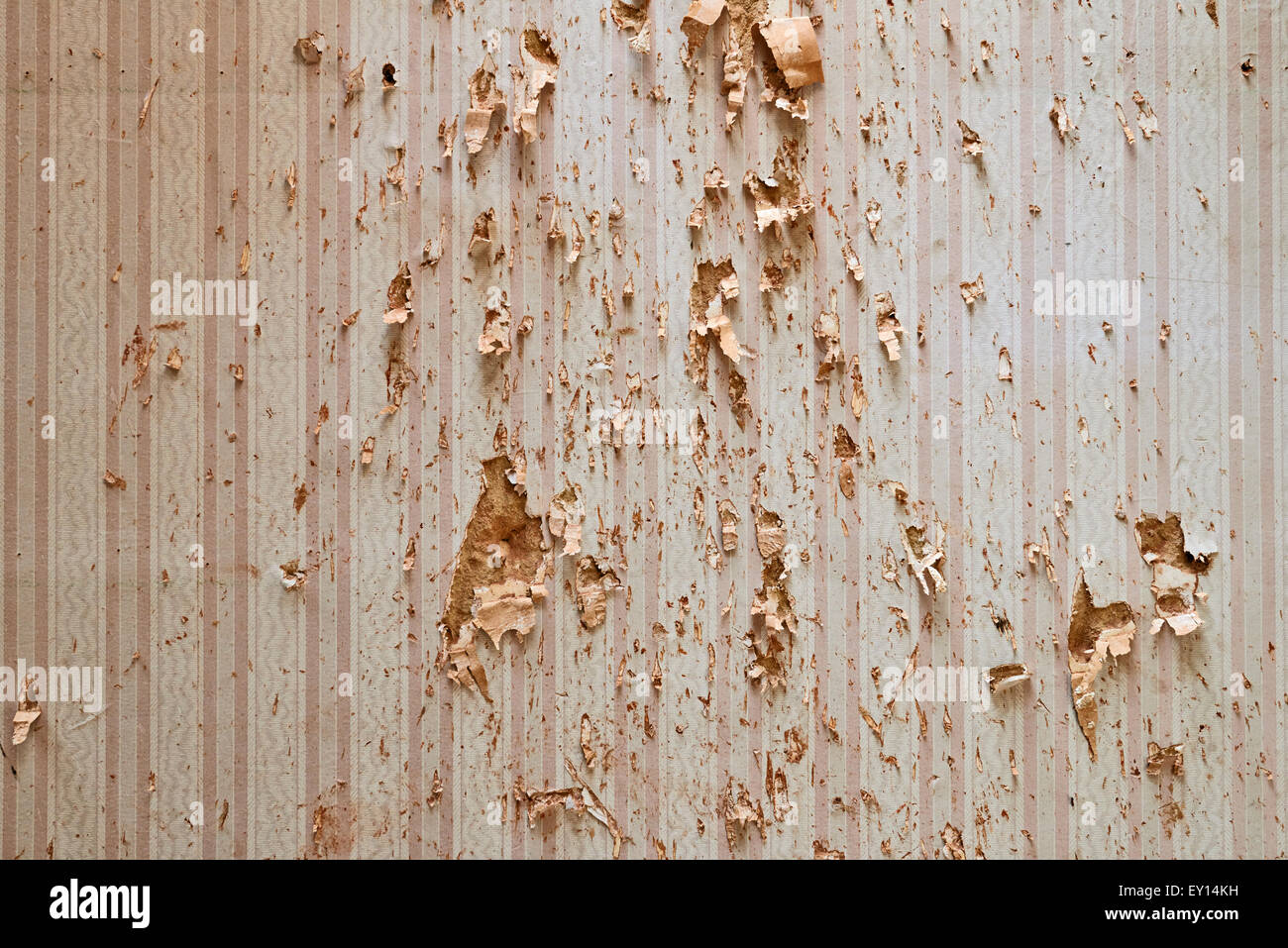 Piece of old damaged wallpaper with a retro vertical stripe pattern ...