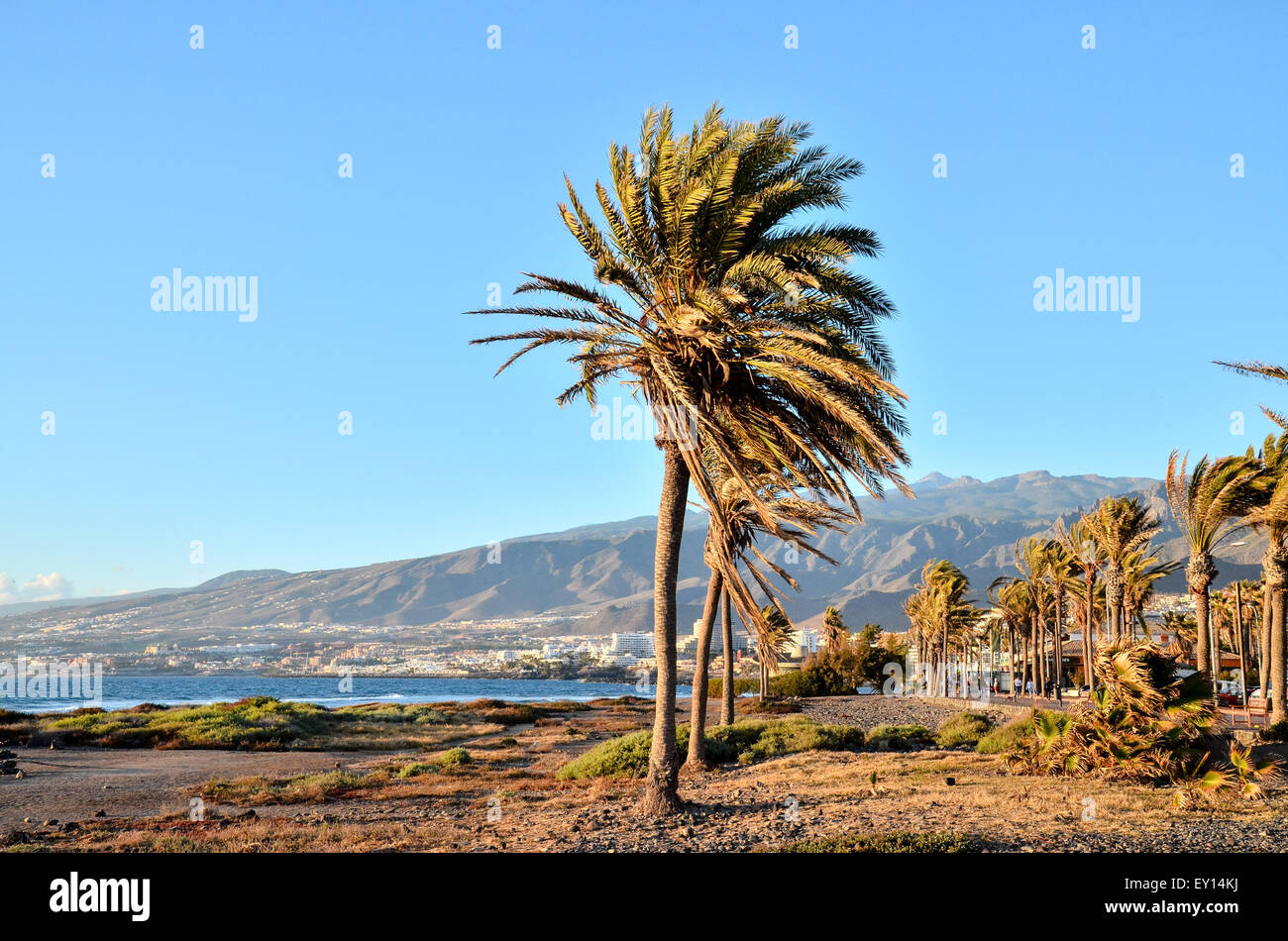 Green Palm Canarian Tree Stock Photo - Alamy