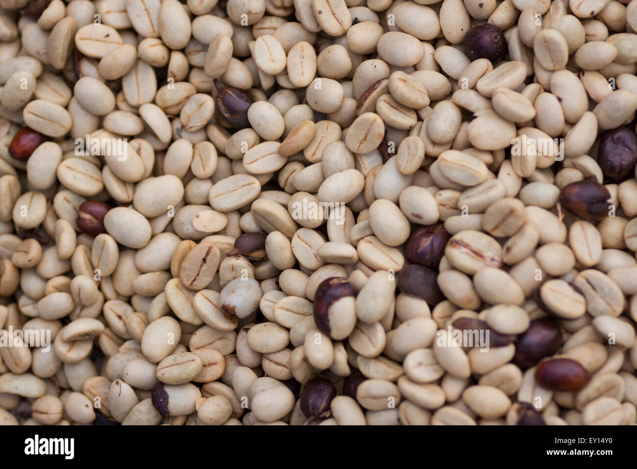 Non-roasted coffee beans Stock Photo - Alamy