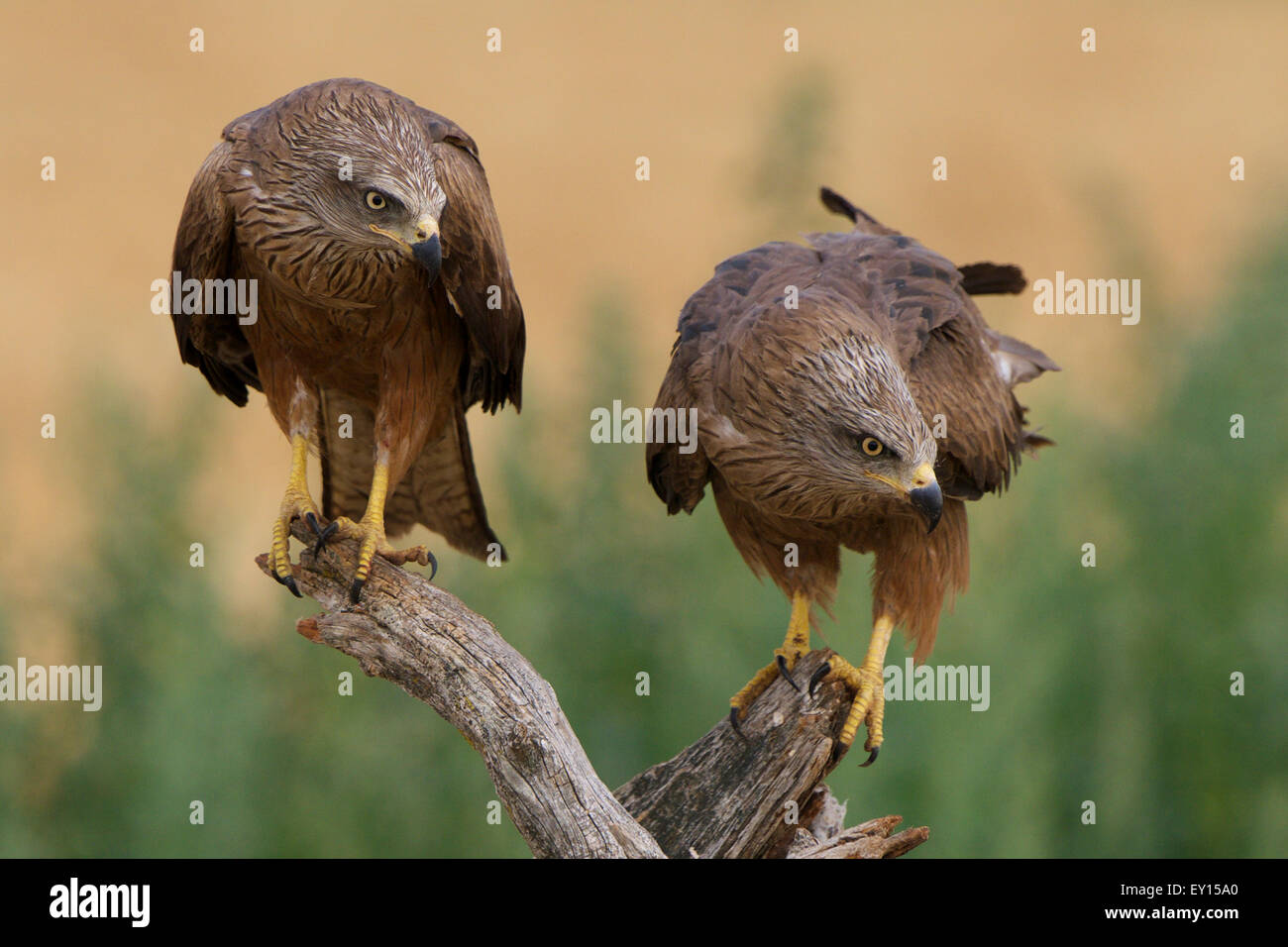 Portrait of two Black Kites perched together showing intense postures ...