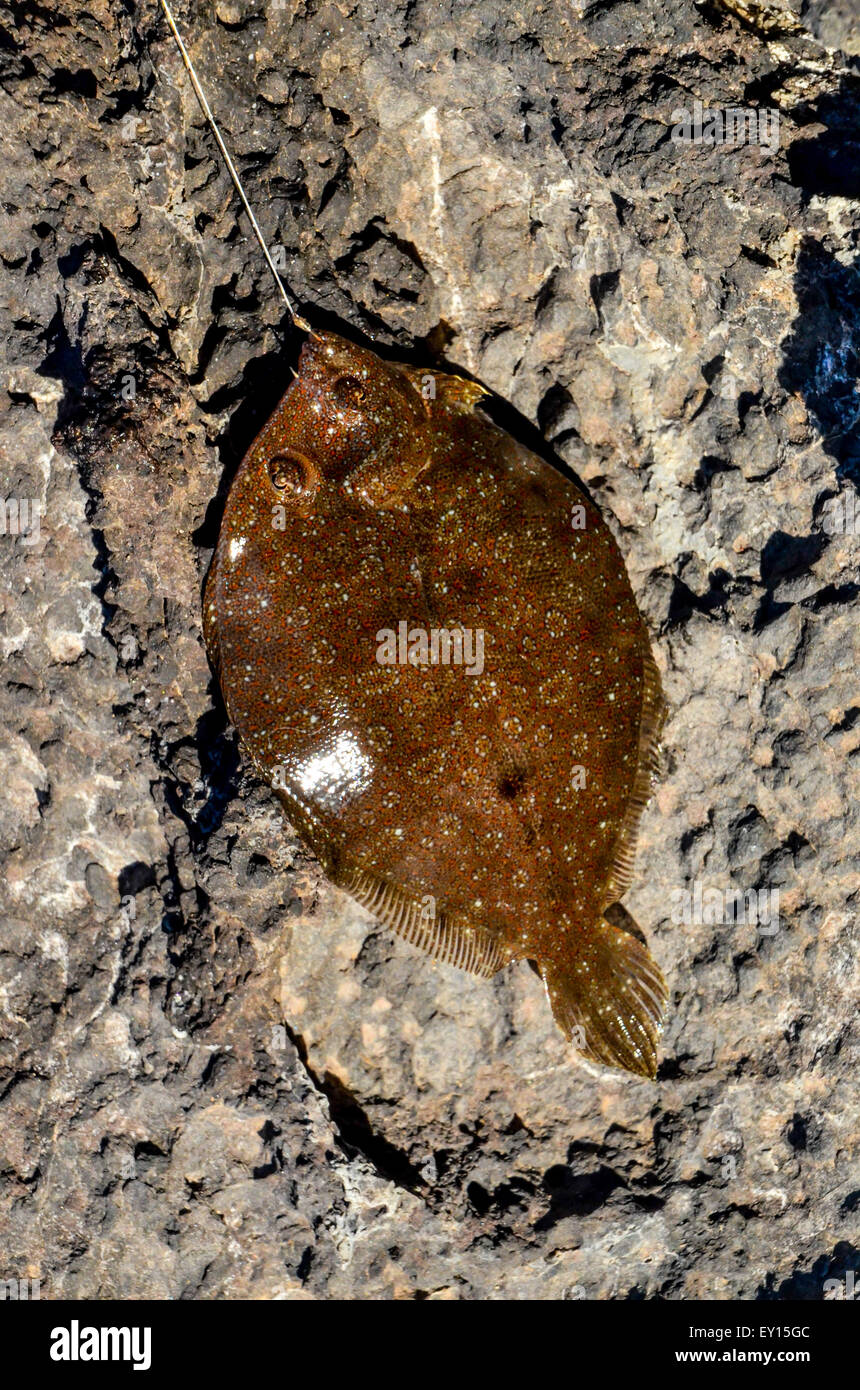 One Sea Fish Hooked Stock Photo - Alamy