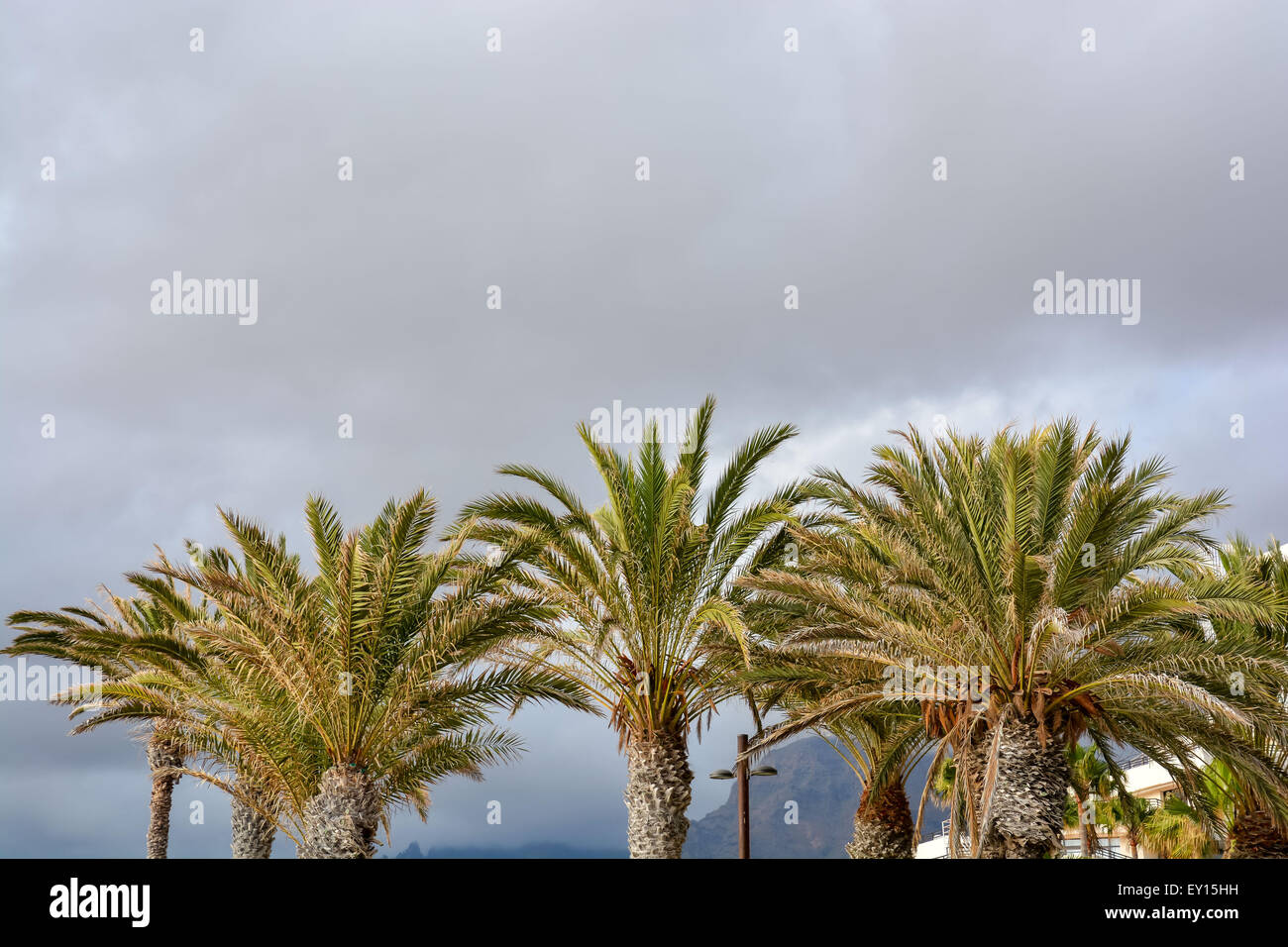 Green Palm Canarian Tree Stock Photo - Alamy