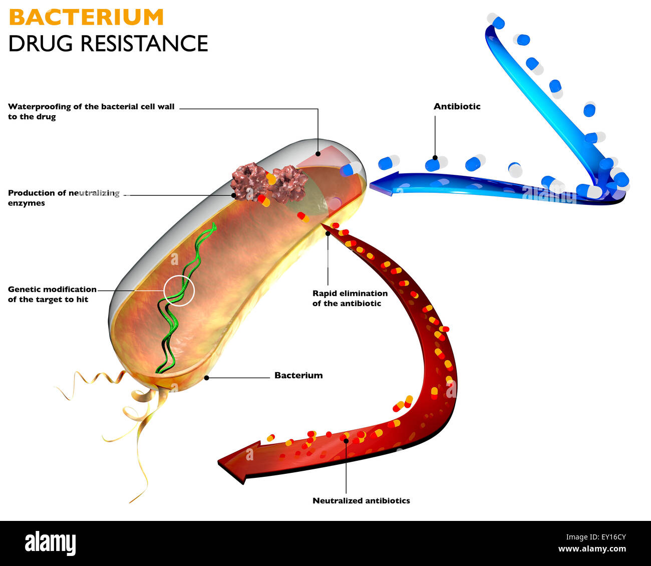 3d The action of bacteria against drugs, resistance of bacteria to ...