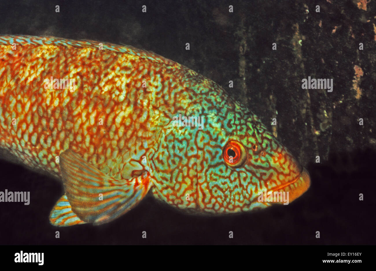 Amazing underwater marine life off the Scottish east coast. Image ...