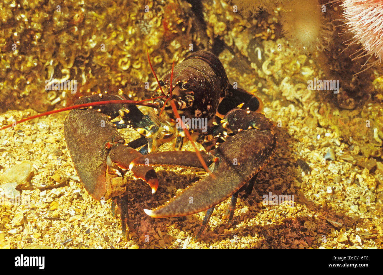 Amazing underwater marine life off the Scottish east coast. Image ...