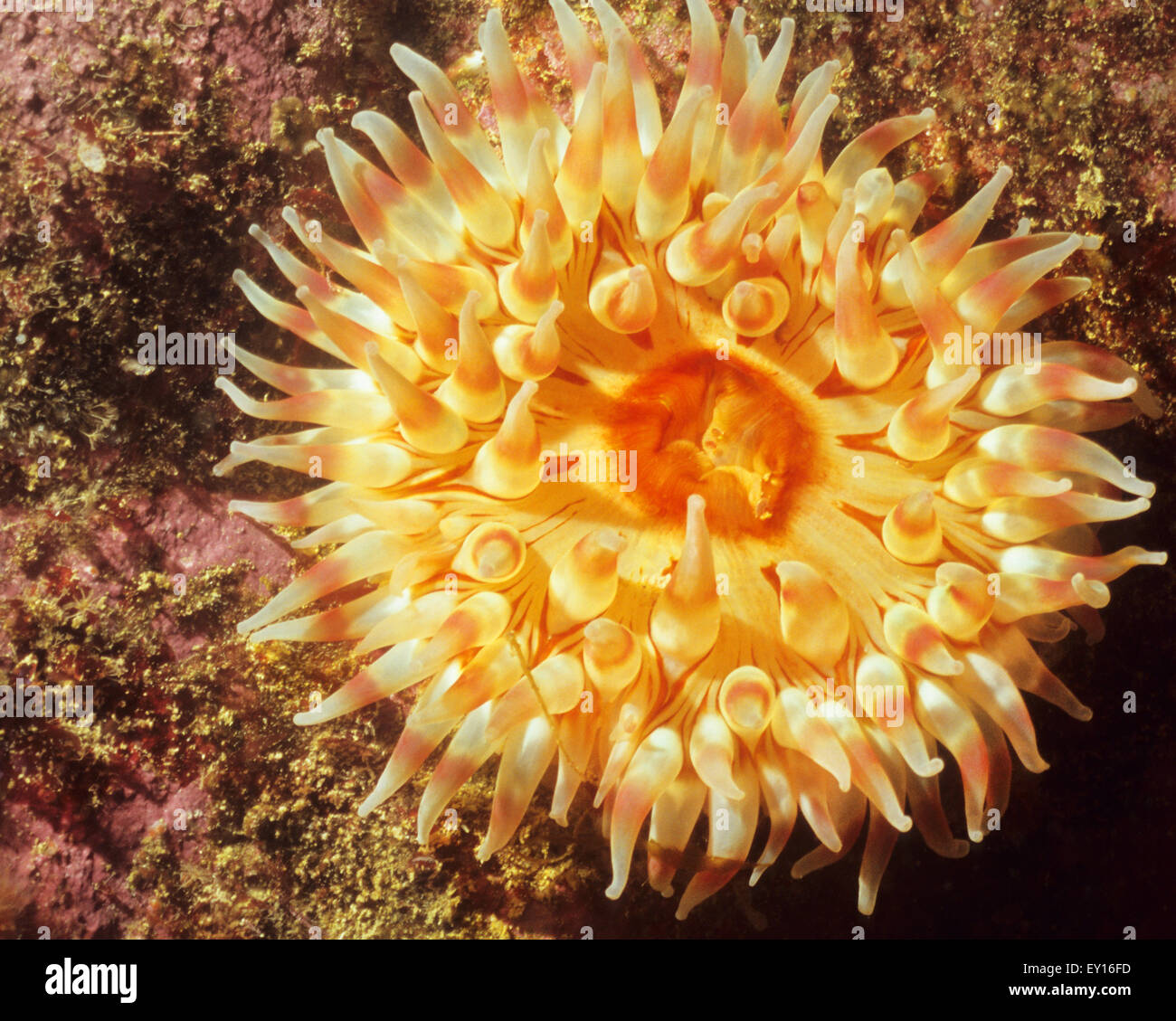 Amazing underwater marine life off the Scottish east coast. Image ...