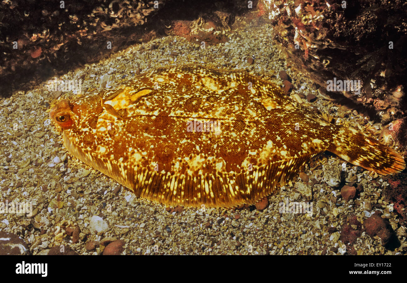 Amazing underwater marine life off the Scottish east coast. Image ...