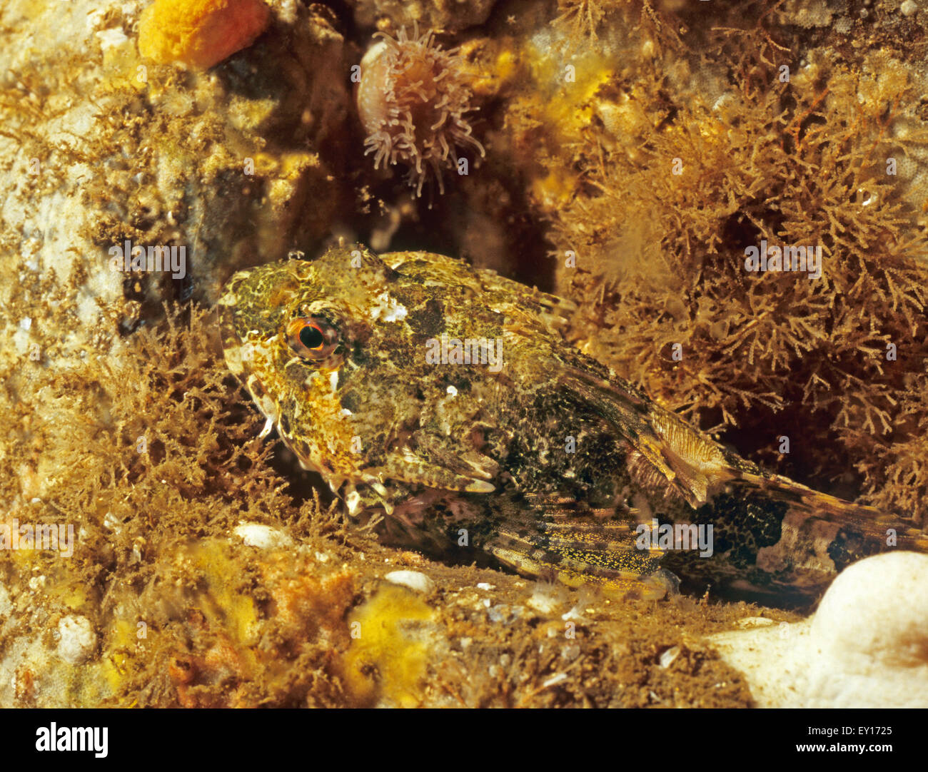 Amazing underwater marine life off the Scottish east coast. Image ...