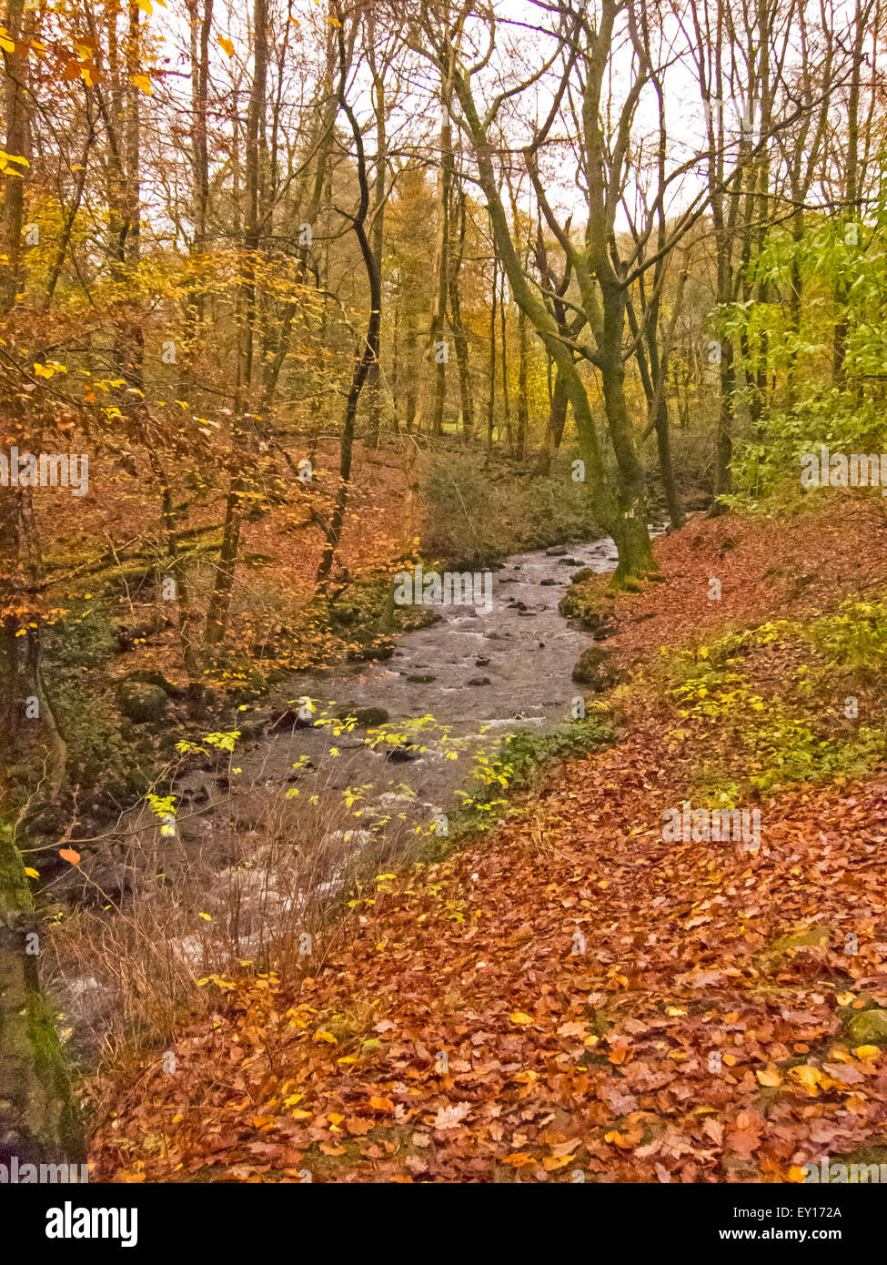 The beck river meanders through the woods hi-res stock photography and ...