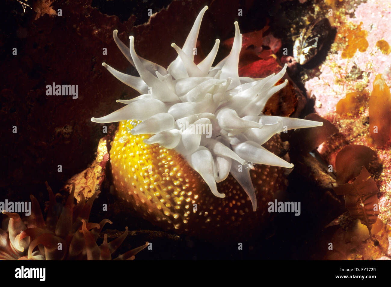 Amazing underwater marine life off the Scottish east coast. Image ...