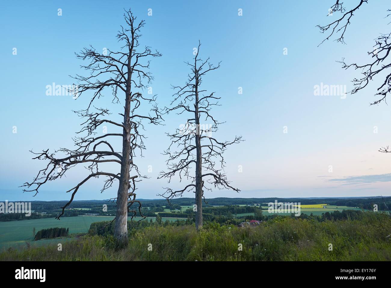 Two old trees standing alone on the hill. Beautiful landscape in calm ...