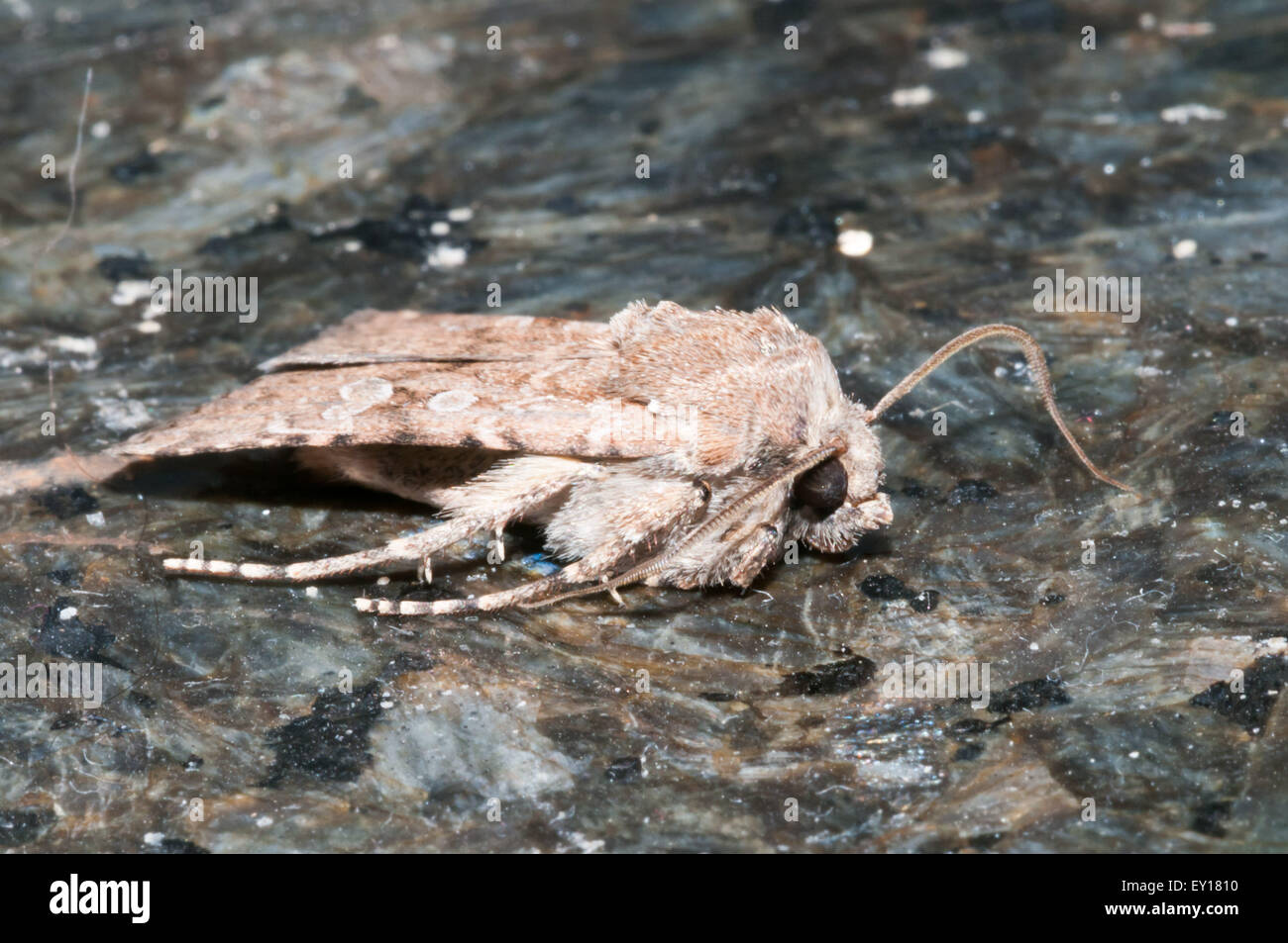 Night Insect Brown Moth Stock Photo - Alamy