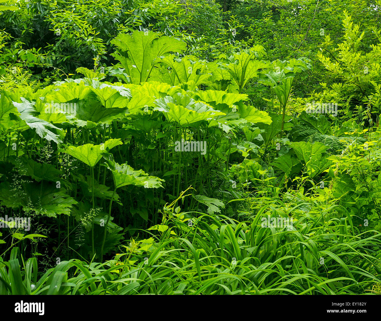 Bog garden in spring Stock Photo - Alamy