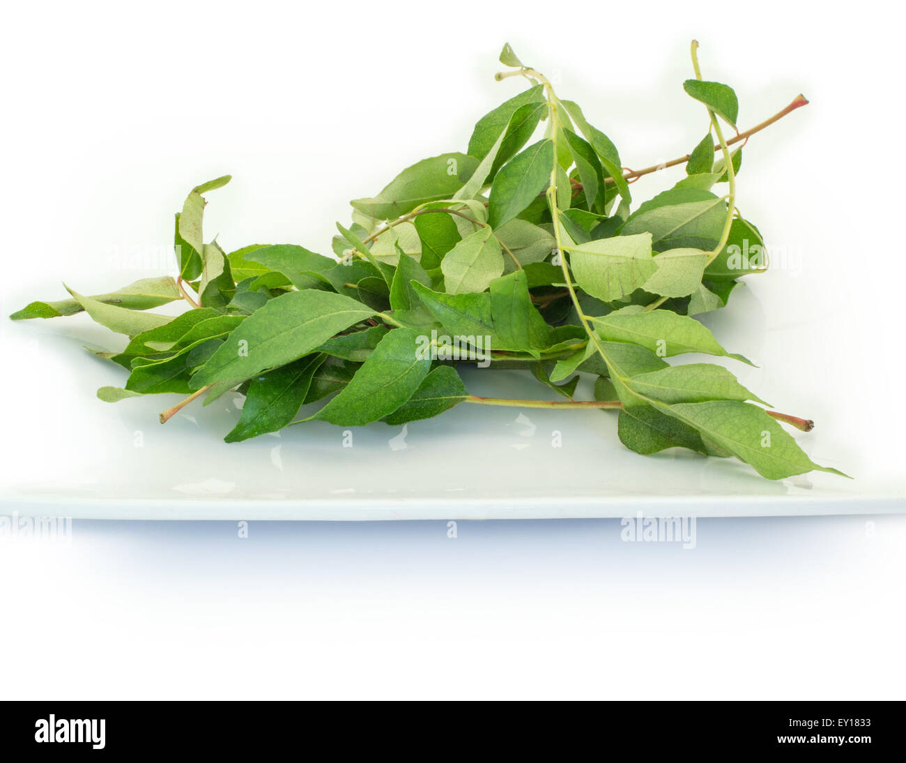 Curry leaves for culinary use Stock Photo - Alamy
