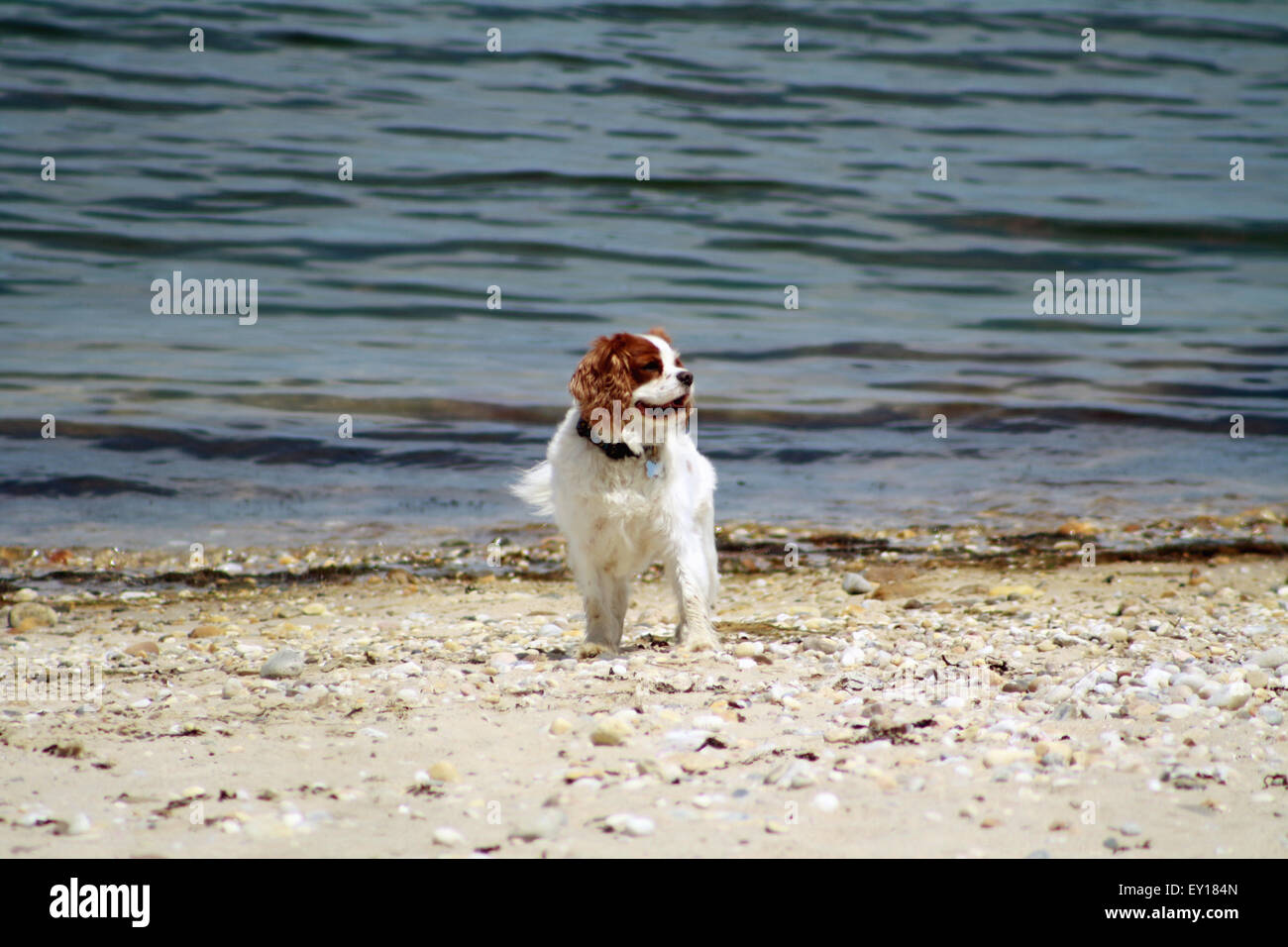 Cavalier King Charles Spaniel Dog (adult) standing on Beach Gardiners ...