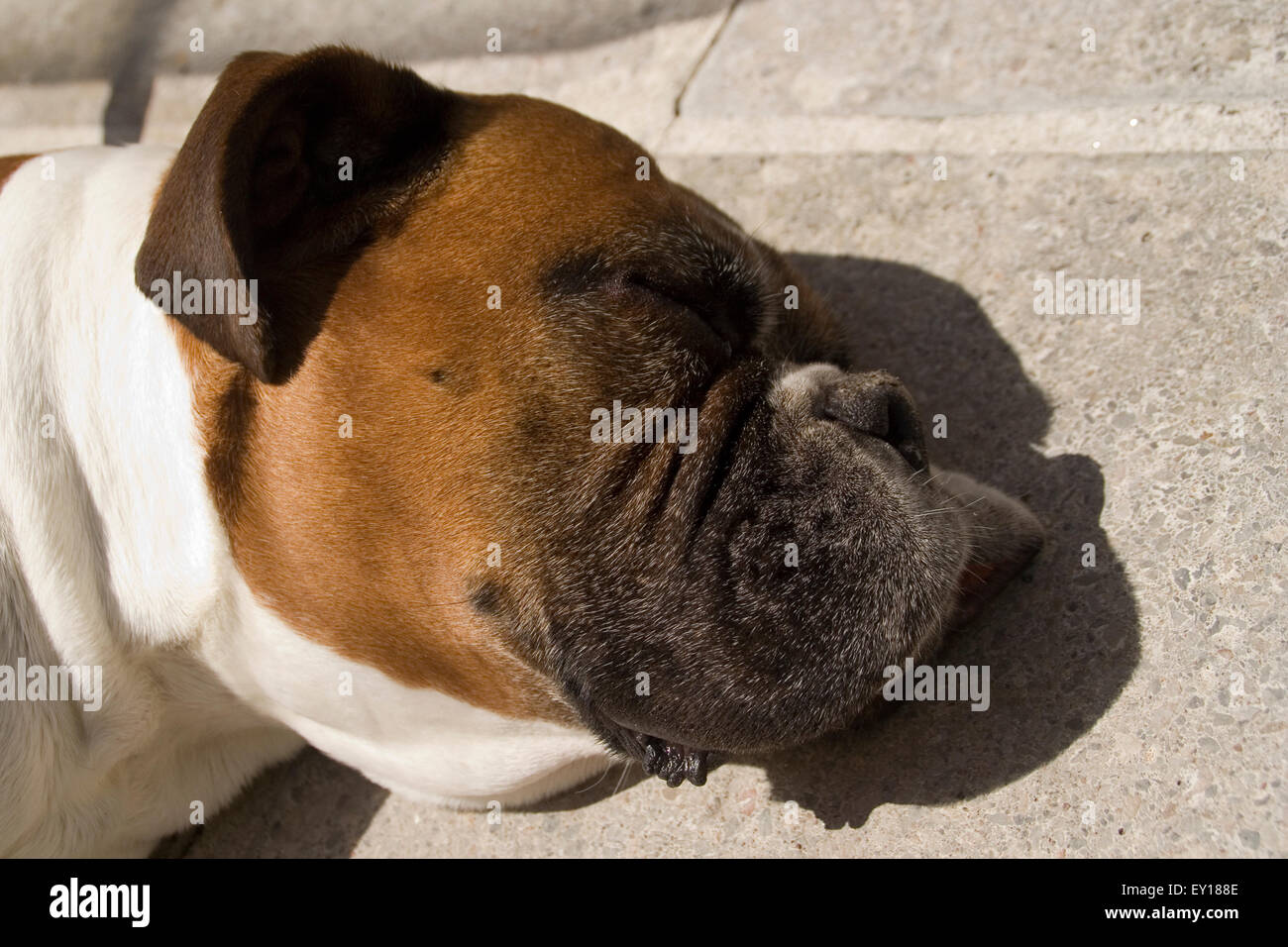 sleeping dog enjoying the sun Stock Photo - Alamy