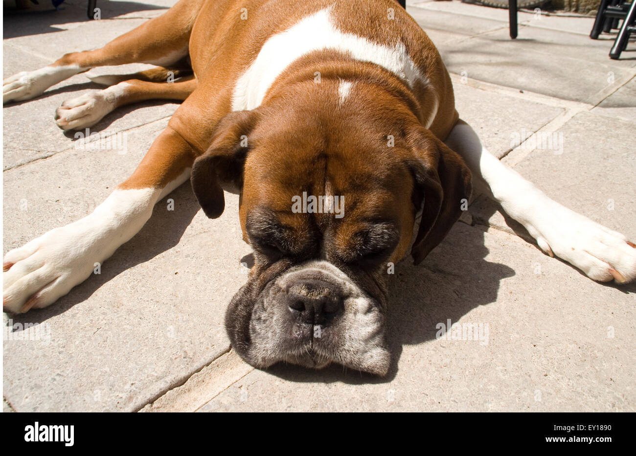 Sleeping boxer dog hi-res stock photography and images - Alamy