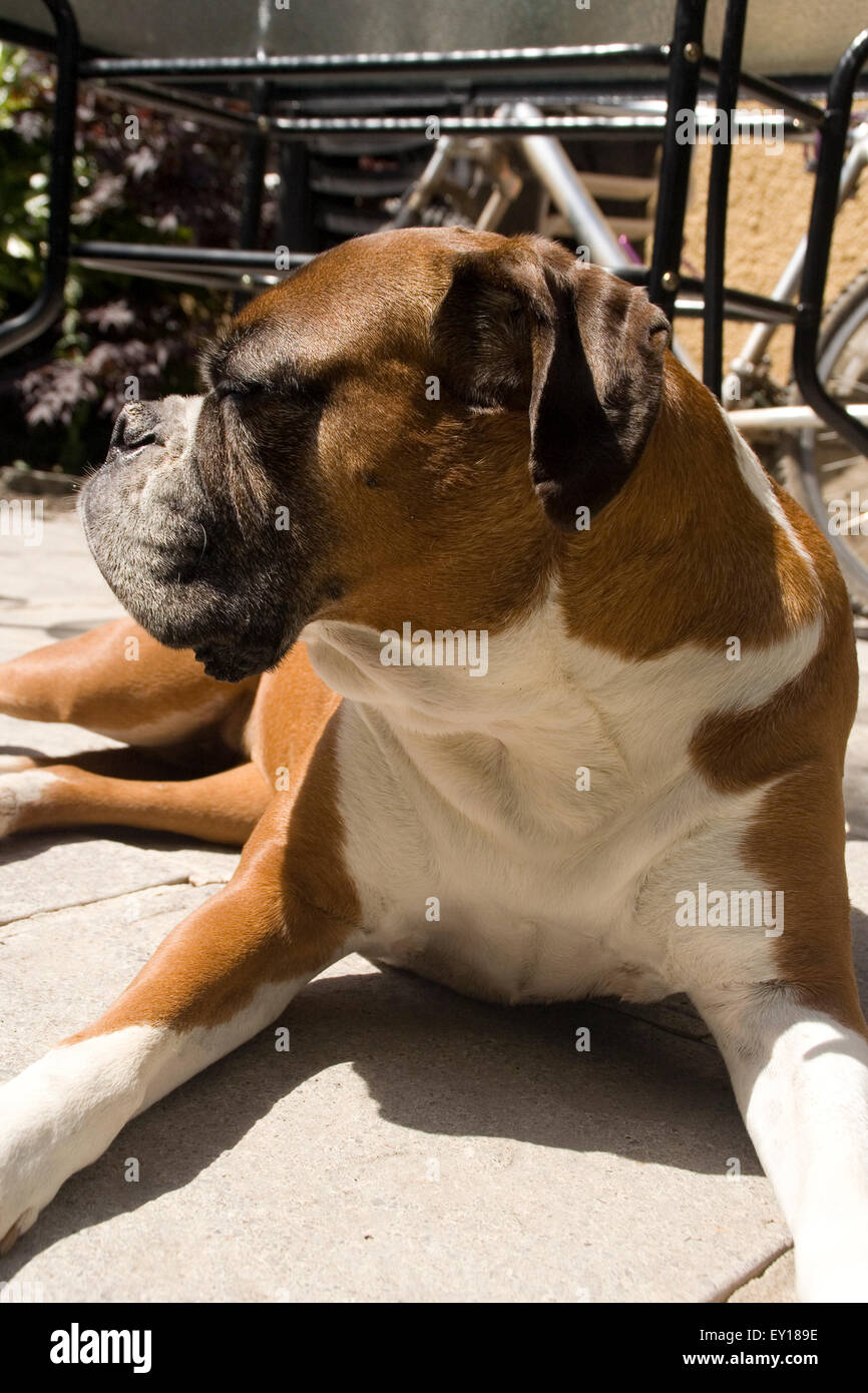 dog enjoying sun Stock Photo - Alamy