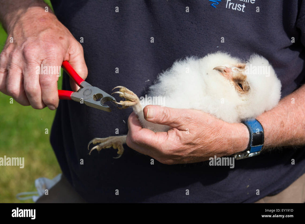 Leg ring hi-res stock photography and images - Alamy