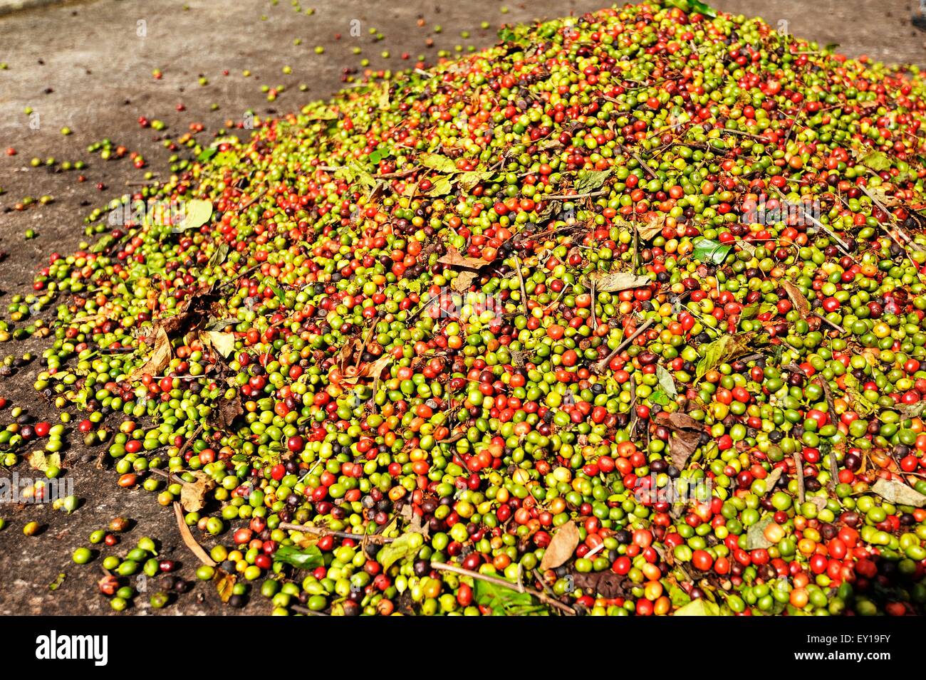Drying coffee beans on the ground Stock Photo - Alamy