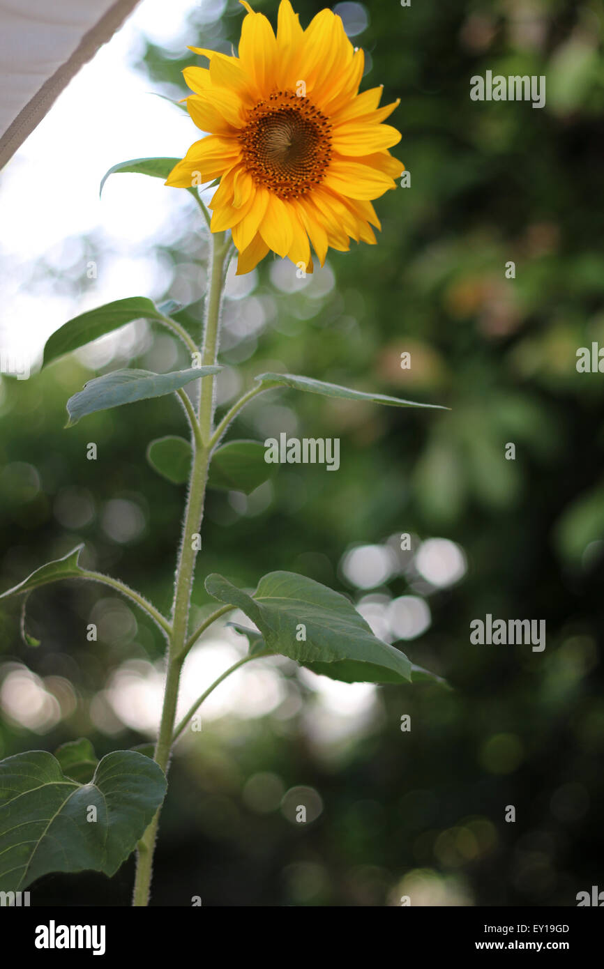 Giant sunflower seeds High Resolution Stock Photography and Images - Alamy