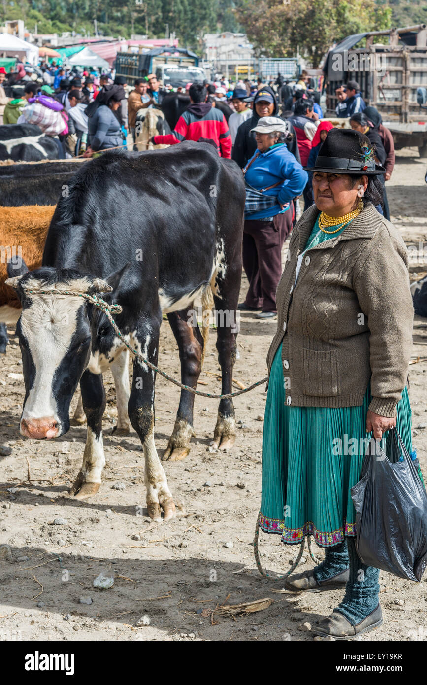 Indian indigenous cow hi-res stock photography and images - Alamy