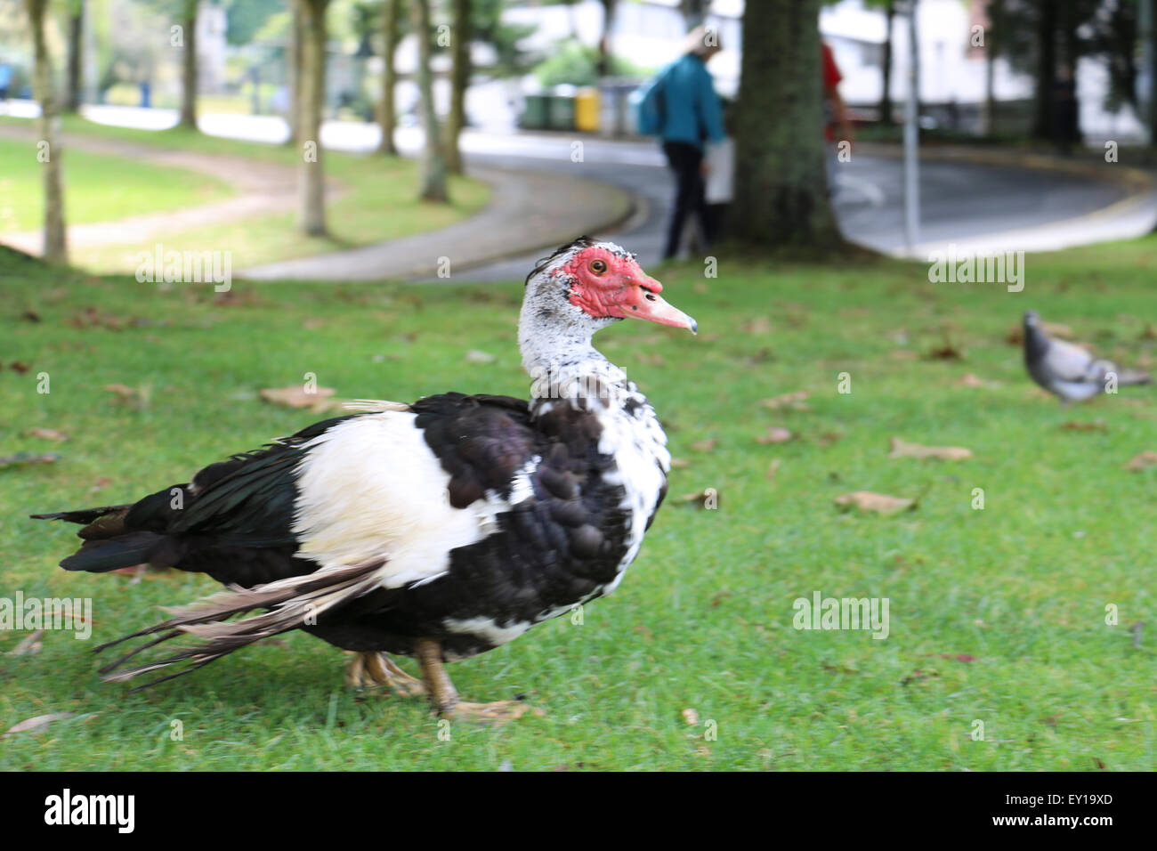Ugly duckly hi-res stock photography and images - Alamy